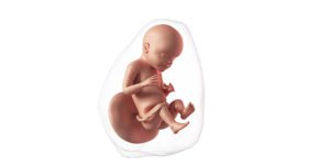 28 semanas de embarazo - NaturaBb